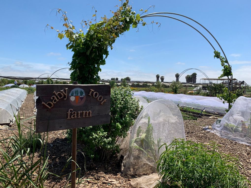 Baby Root Farm - Visit Camarillo