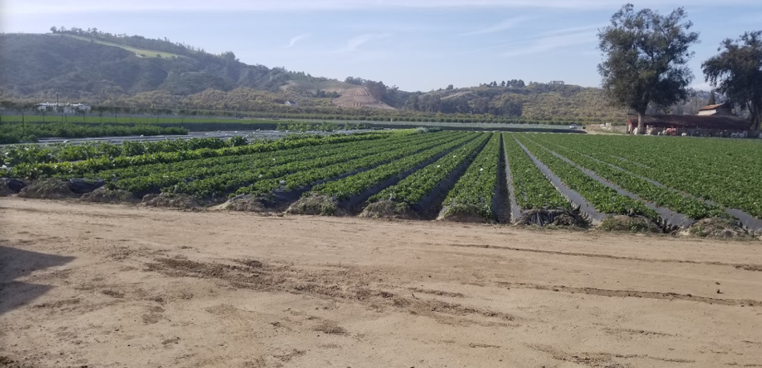 Las Posas Berries - Visit Camarillo